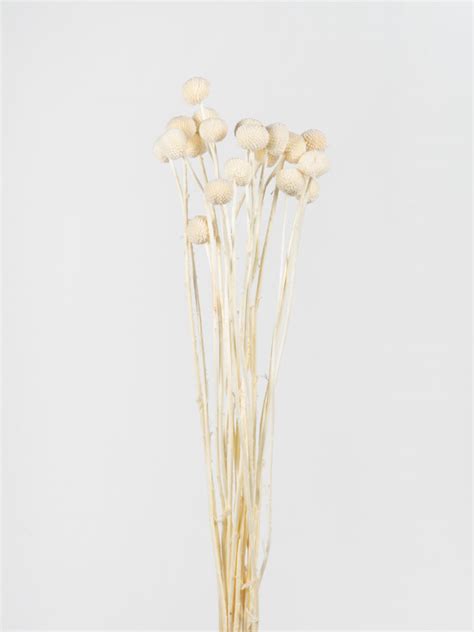 Краспедія стабілізована • Dfb Elements