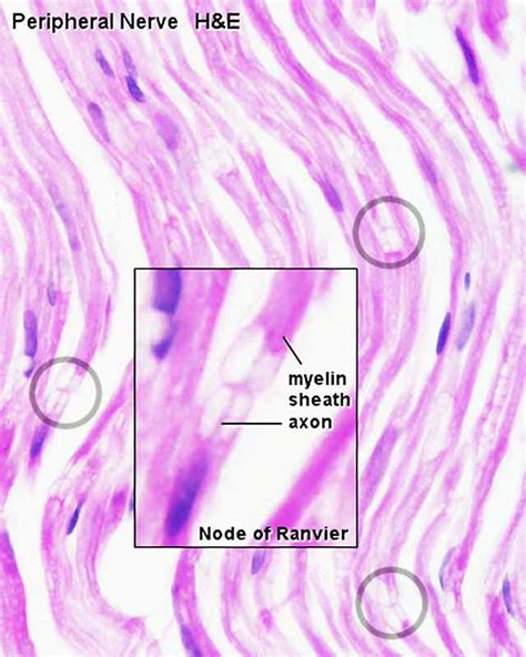 Fileperipheral Nerve Histology 03 Embryology