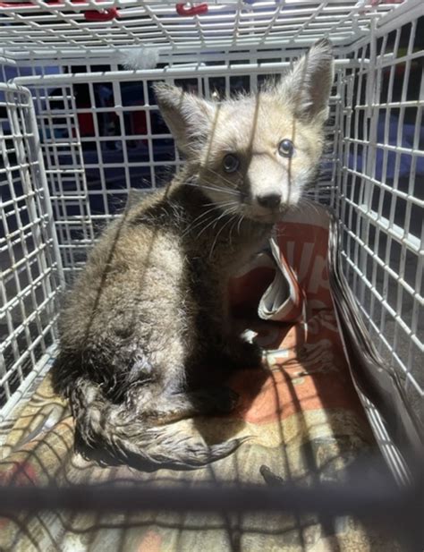 Fox Cub Stuck 6ft Down Drain Is Rescued By Rspca And Leicester Fire
