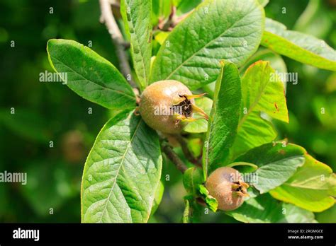 Common Medlar Fruit On Trees Mespilus Germanica Taken August 2023
