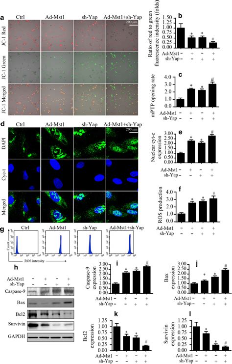 Mst1 Overexpression And Yap Knockdown Mediate Mitochondrial Dysfunction