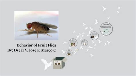 Behavior Of Fruit Flies By Oscar Vasquez On Prezi