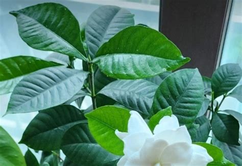 🍀🍀🍀예쁜꽃 모음 🍀🍀🍀 꿀팁 캐시피드