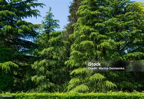 Beautiful Himalayan Cedars Sochi Selective Focus Himalayan Cedar In