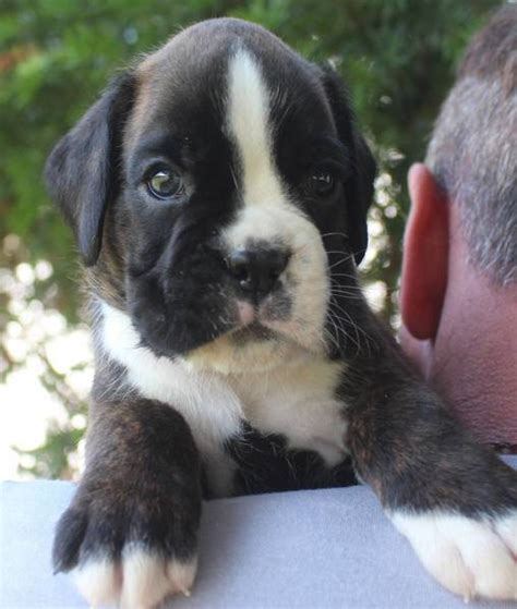 Brindle Male 2 Litter I Boxer Puppies Nordom Kennel