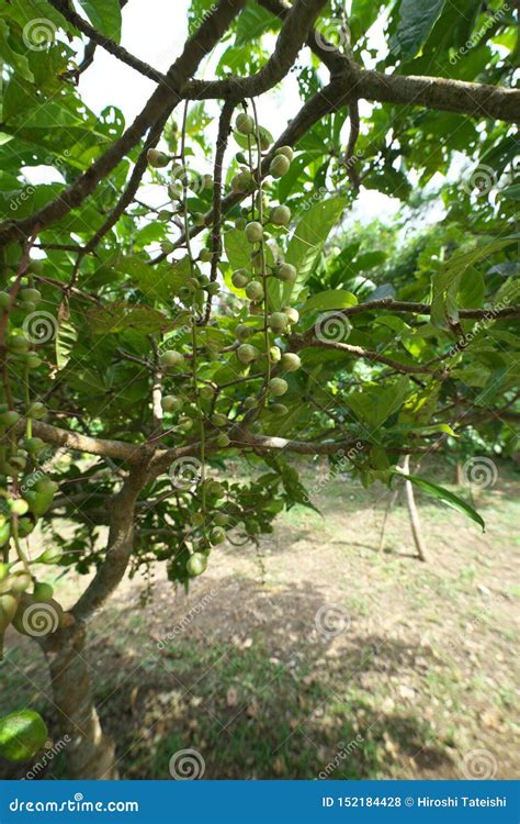 Buds Of Barringtonia Racemosa Or Powder Puff Tree Or Common Putat Or Or