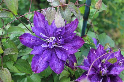 Late Blooming Clematis Varieties At Tia Curtis Blog