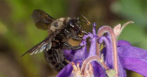 Czarna Pszczoła W Polsce Była Uważana Za Wymarłą Ale Znów Się Pojawia
