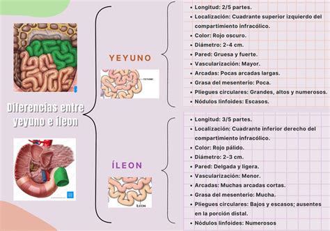 Diferencias Entre Yeyuno E íleon 1 Valeria Morales Udocz