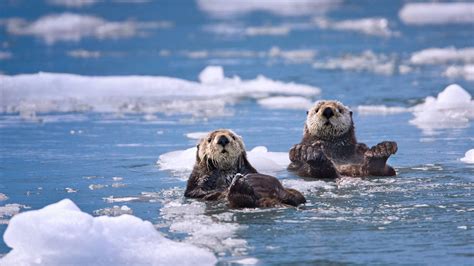 Download Otter On Ice Wallpaper