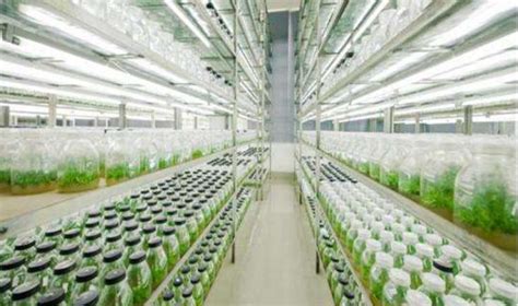 园林植物组织培养（园林专业 32学时）