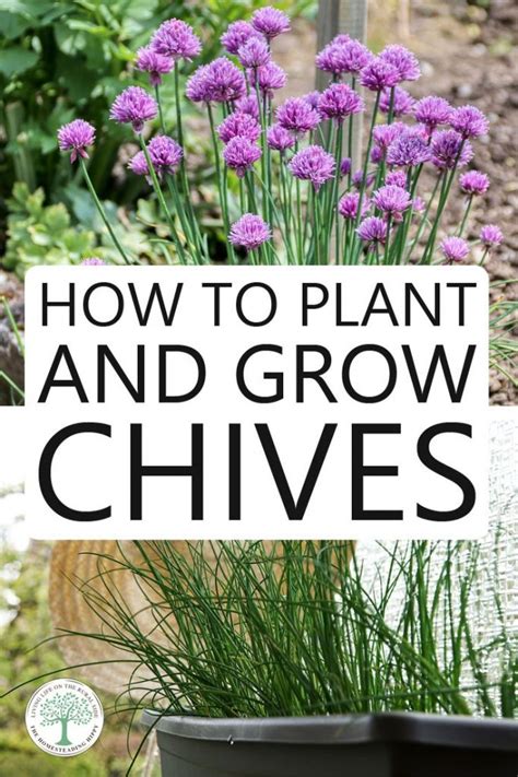 How To Plant And Grow Chives