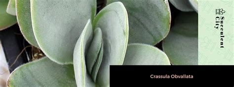 Crassula Obvallata Succulent City