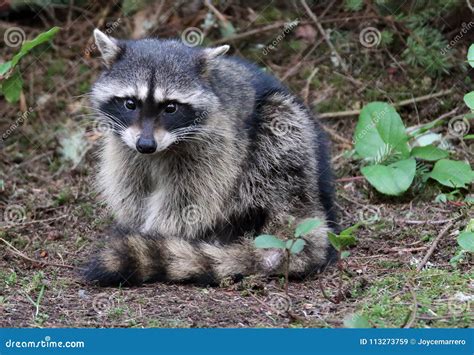 Ringtailed Raccoon Stares At Viewer Stock Image Image Of Whiskers