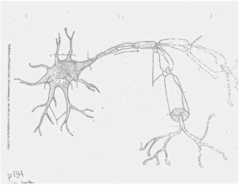 Neuron Labeling 2 Diagram Quizlet