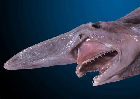 [100 ] Goblin Shark Pictures