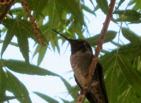 Epitheelweefsel Kenmerken Typen En Functies Stam 2025