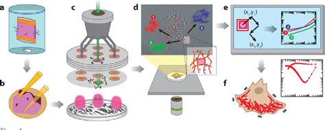 Figure 4 From Particle Tracking Microrheology Of Living Cells Principles And Applications