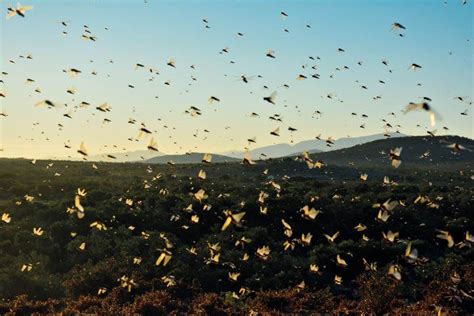 Sprinkane Veldkennis Vul Gapings Landbou
