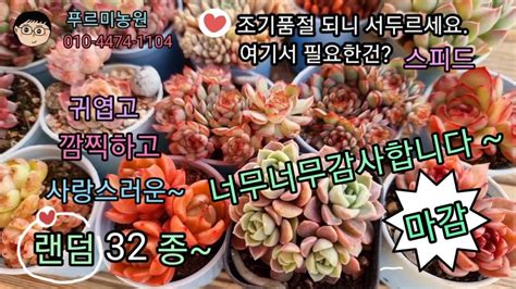 ️귀엽고깜찍하고사랑스러운~이쁜이~랜덤32종~전국다육진천다육천안다육한파충북온풍기기온차 대전다육 반려식물 음성