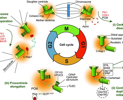 Centrioles Cell Division
