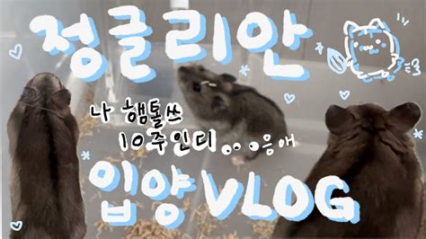 Vlog 아기 정글리안 햄스터 입양 120리터 리빙박스 꾸미기 Youtube
