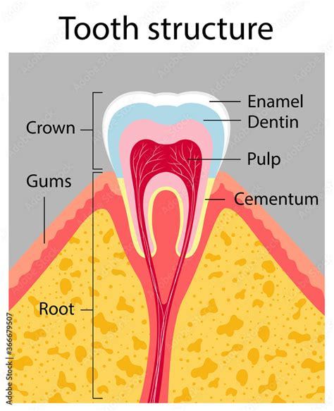 Tooth Structure Medical Poster Stock Vector Adobe Stock