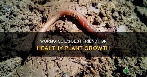 Worms Soils Best Friend For Healthy Plant Growth Shuncy