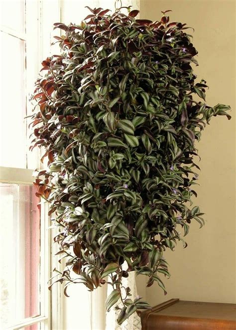 26 Best Indoor Vines And Climbers To Grow Easily In Home Hanging Plants