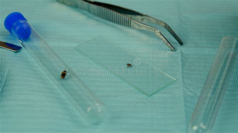 Tick In A Test Tube In The Laboratory Selective Focus Stock Footage