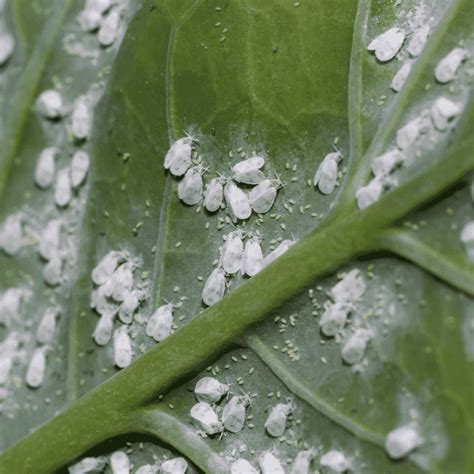 12 Sneaky Citrus Tree Pests That Could Wreak Havoc In Your Garden