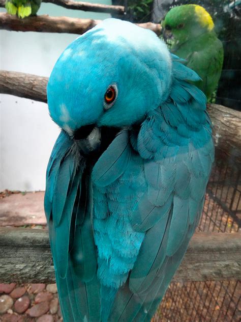 Blue Amazon Parrot