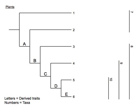 Plants Phylogeny 4 Diagram Quizlet