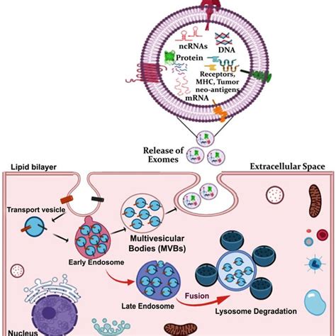 1 Schematic Illustration Of Exosome Biogenesis Pathway This Process