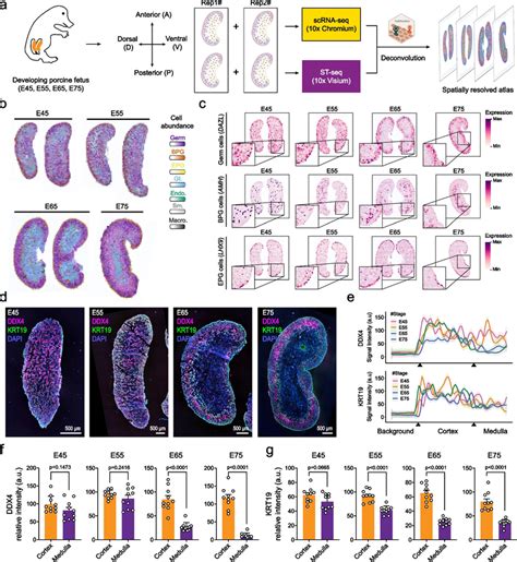 Deconvolution Of St Based On Scrna Seq Using Cell2location A A Brief Download Scientific