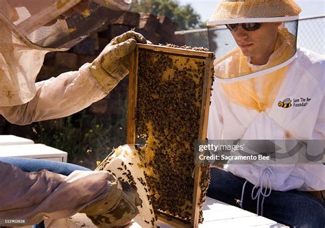 Bee Keeper Joshua Olmstead Removes Foundation From A Frame From One