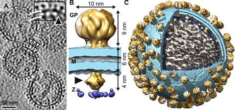 Structure Of Lassa Virus Solved Using Electron Cryotomography And