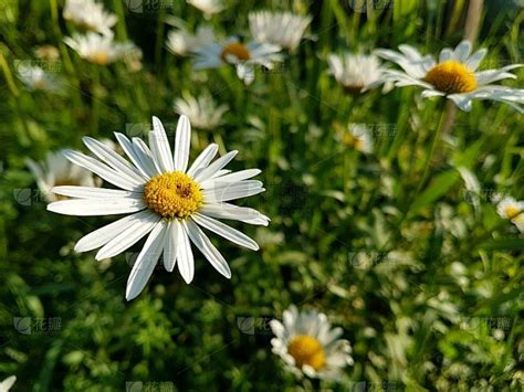 大自然中的野地花