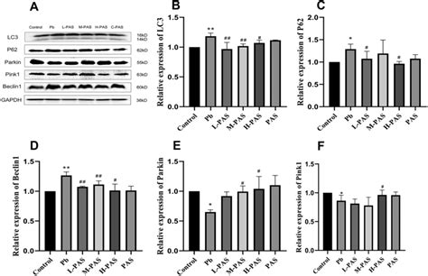 Protein Expression Of Lc3 P62 Beclin1 Parkin And Pink1 Proteins In