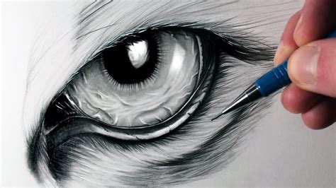 Lion Eyes Drawing At Explore Collection Of Lion