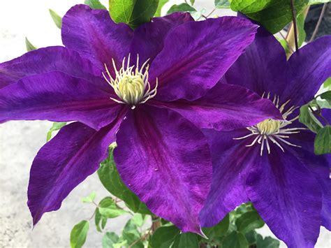Clematis Duchess Of Cornwall Floyds Clematis And Climbers