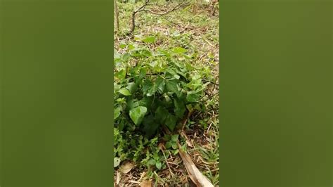 Proyecto De Conversión Y Convivencia El Chilaco🐞 Youtube