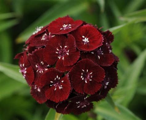 23 Beautiful Maroon Flowers For Your Garden With Pictures