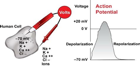 Depolarization And Repolarization When There Is A Disturbance