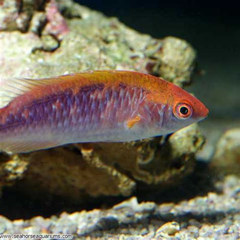 Wrasse