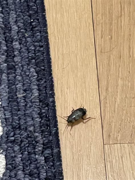 What Type Of Roach Is This Should I Call Extermination Or Will It Be Okay Chicago Il R
