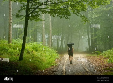 Hiking Among Beech Trees Fagus Sylvatica Urkiaga Port Great Route