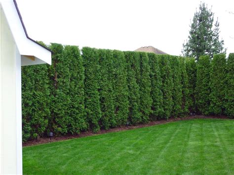 Best Tall Hedges For Privacy At Carmen Bump Blog