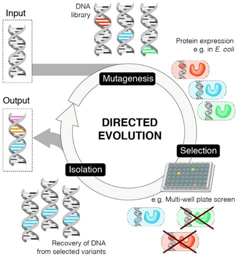 Directed Evolution Profacgen