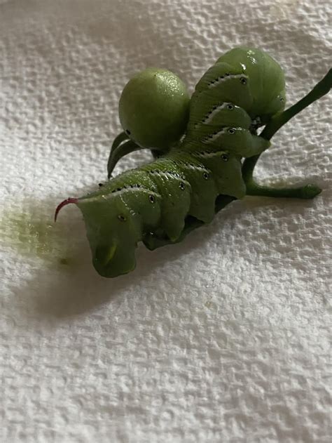 Just Found Out I Have Tomato Worms Thats What We Call Em Anyway I